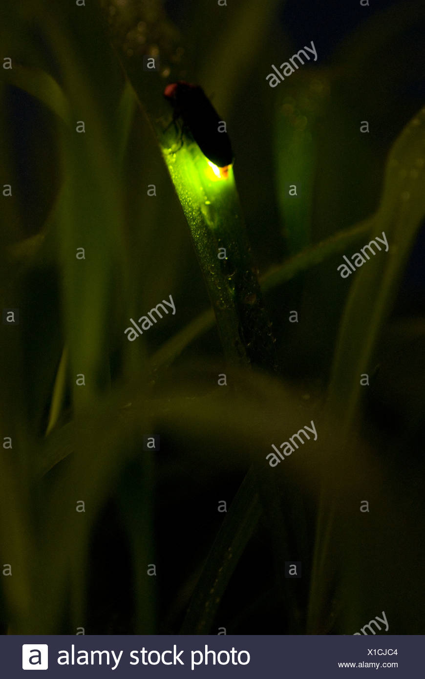 Firefly High Resolution Stock Photography and Images - Alamy