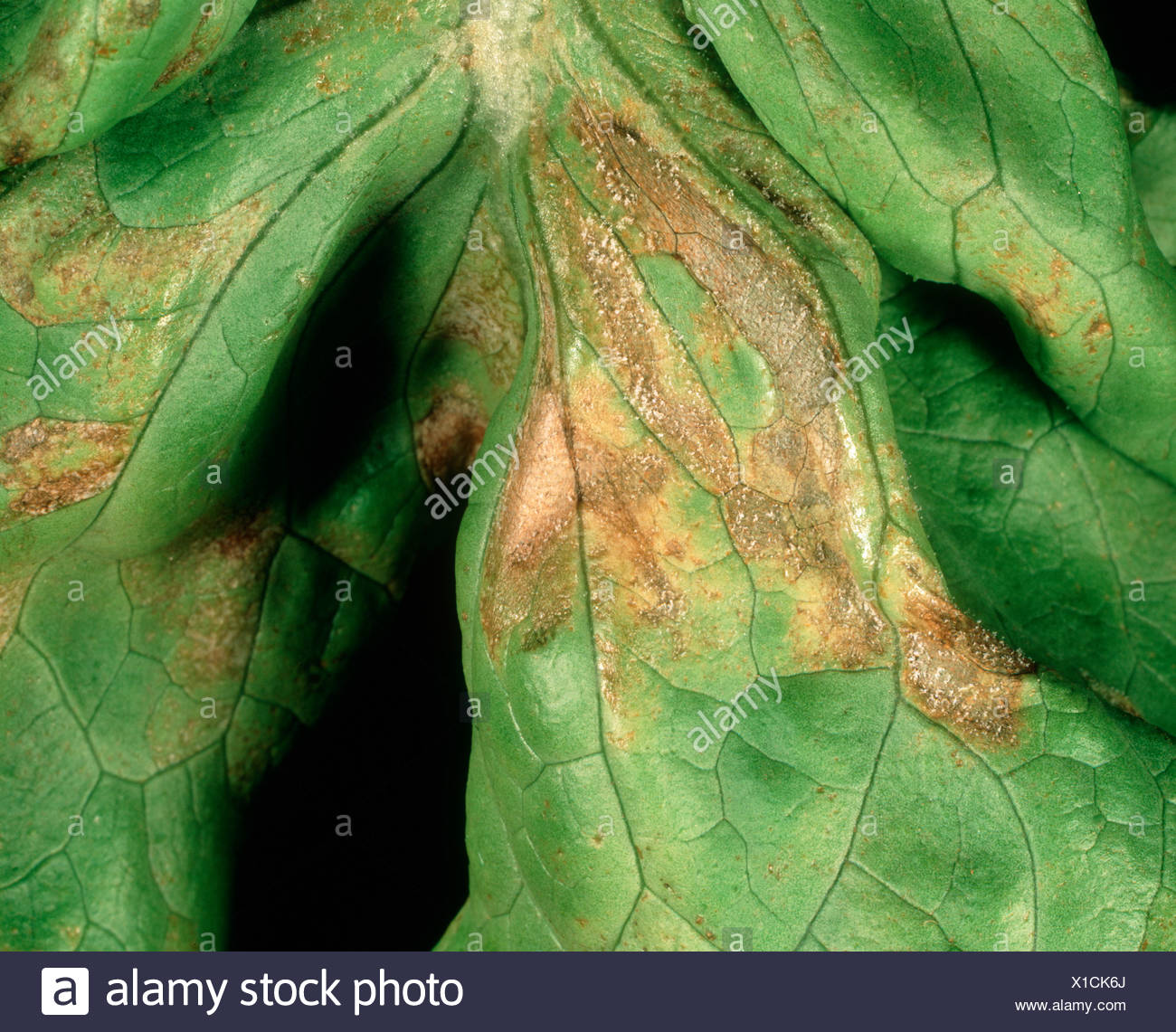 Bremia High Resolution Stock Photography and Images - Alamy