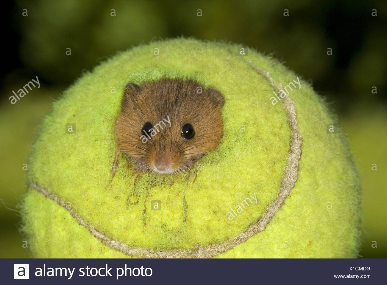 Poor Mouse High Resolution Stock Photography and Images - Alamy