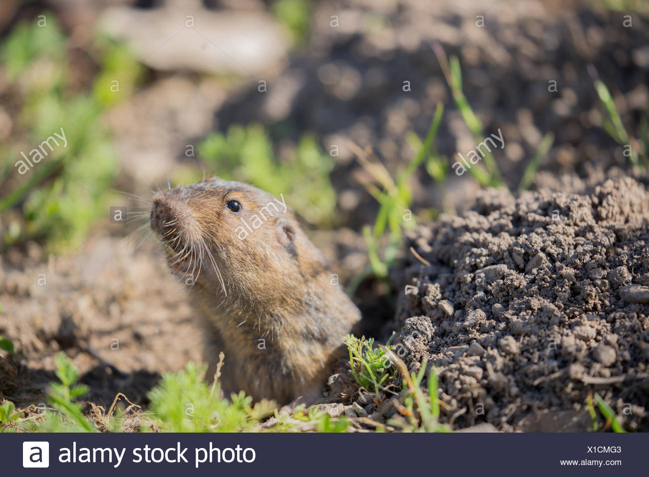 Pocket Gopher Stock Photos & Pocket Gopher Stock Images - Alamy