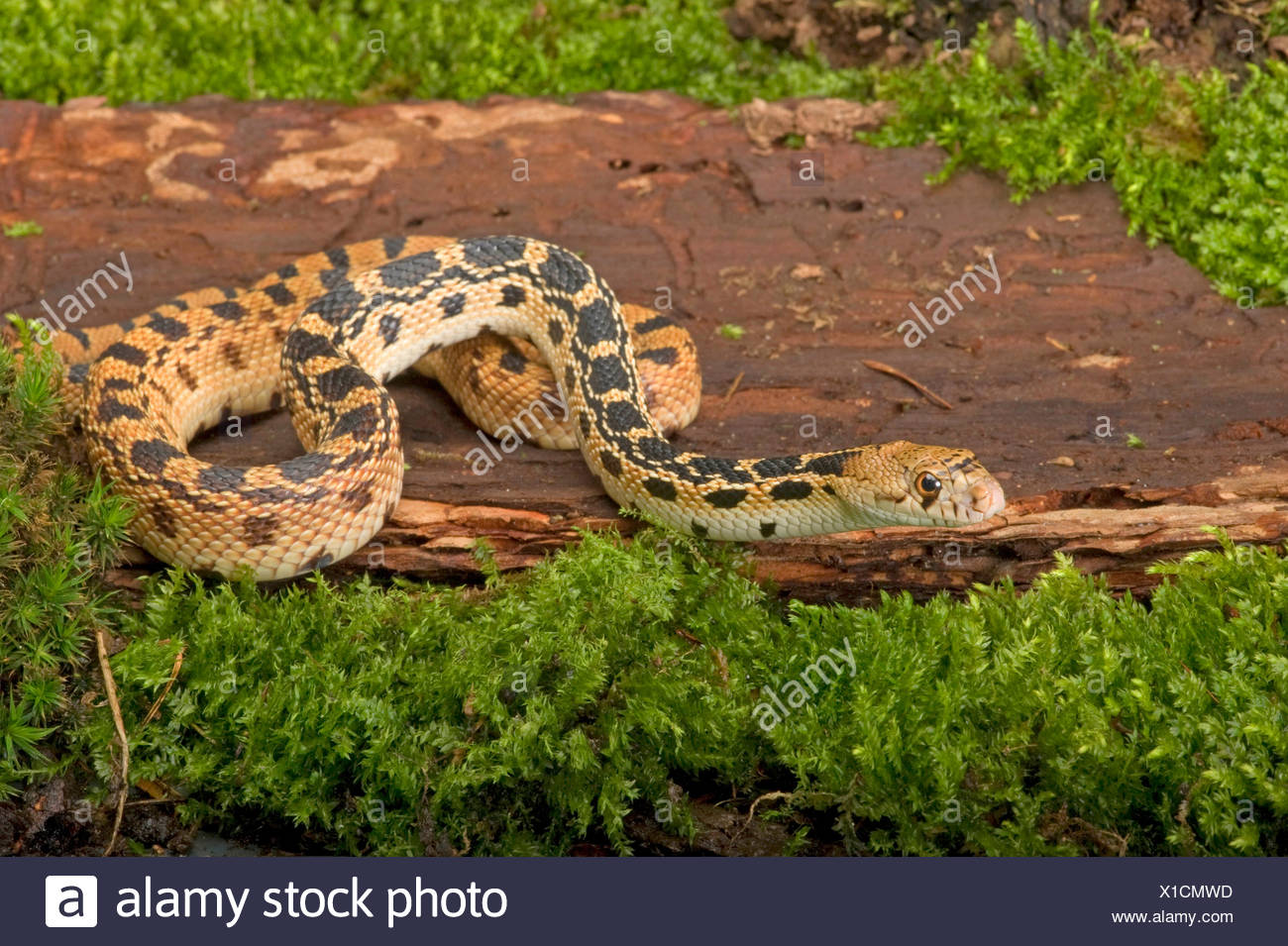 Gopher Snakes High Resolution Stock Photography and Images - Alamy