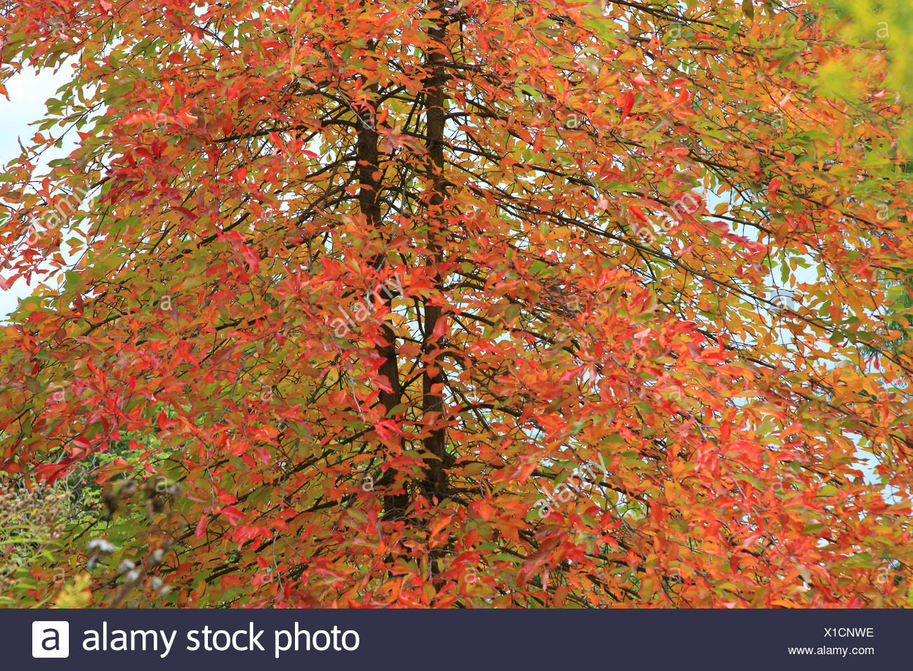 Autumn Nyssa Sylvatica High Resolution Stock Photography and Images - Alamy