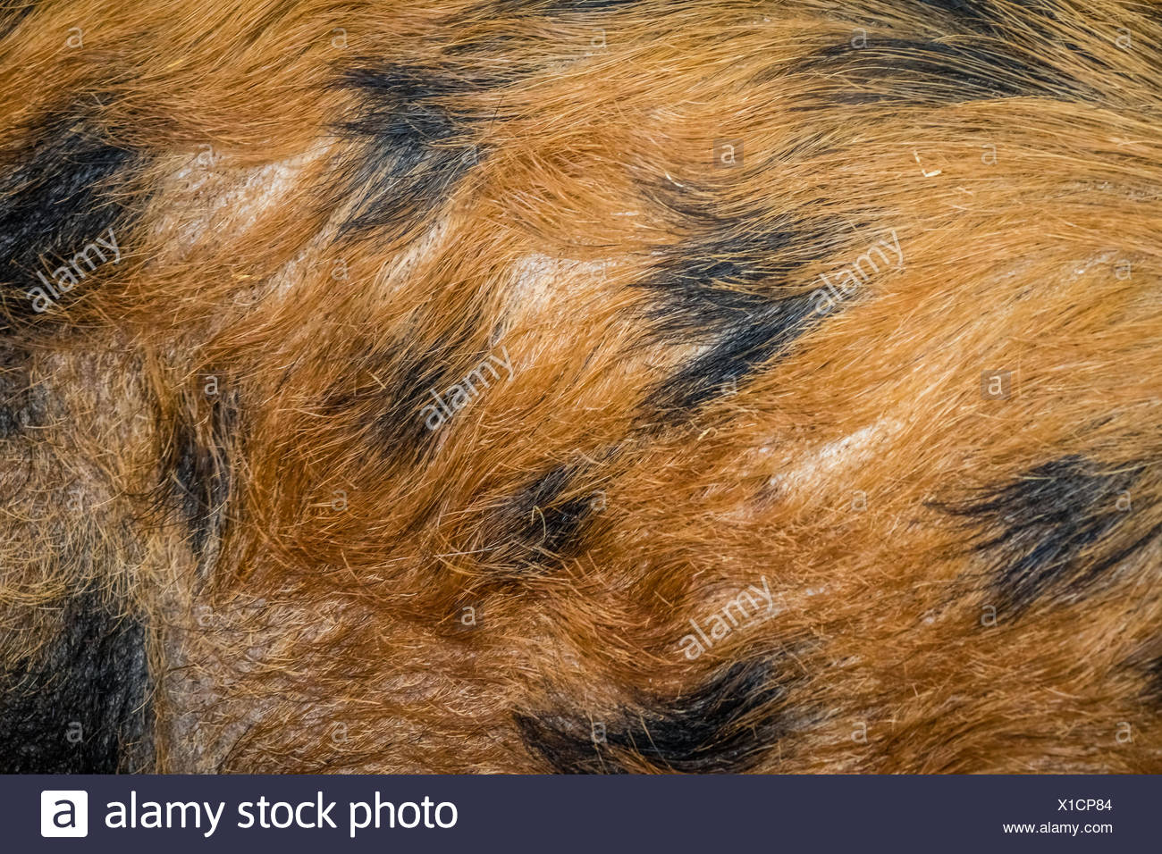 Pig Skin Close Up High Resolution Stock Photography and Images - Alamy