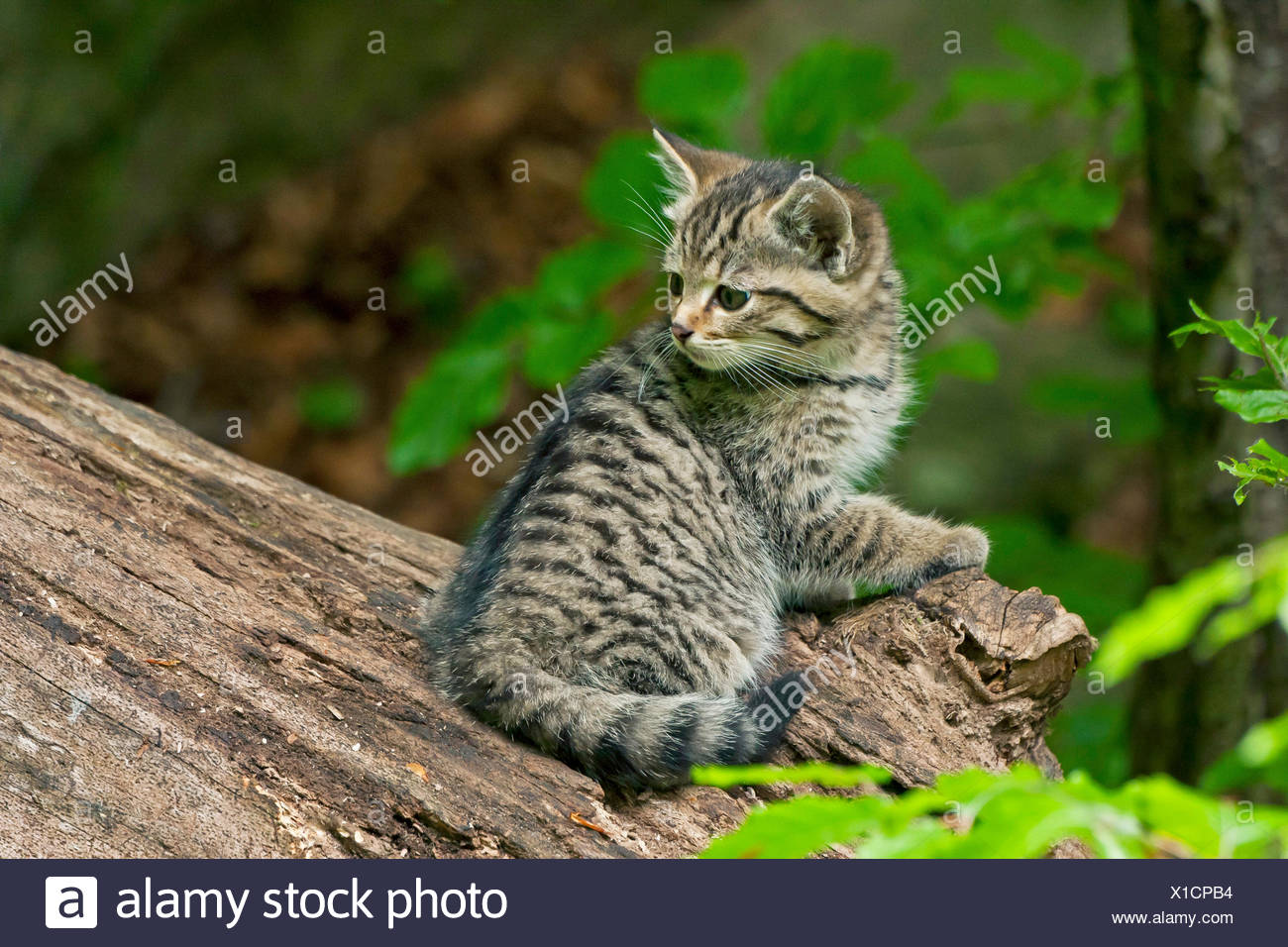 Scary Bavarian High Resolution Stock Photography and Images - Alamy