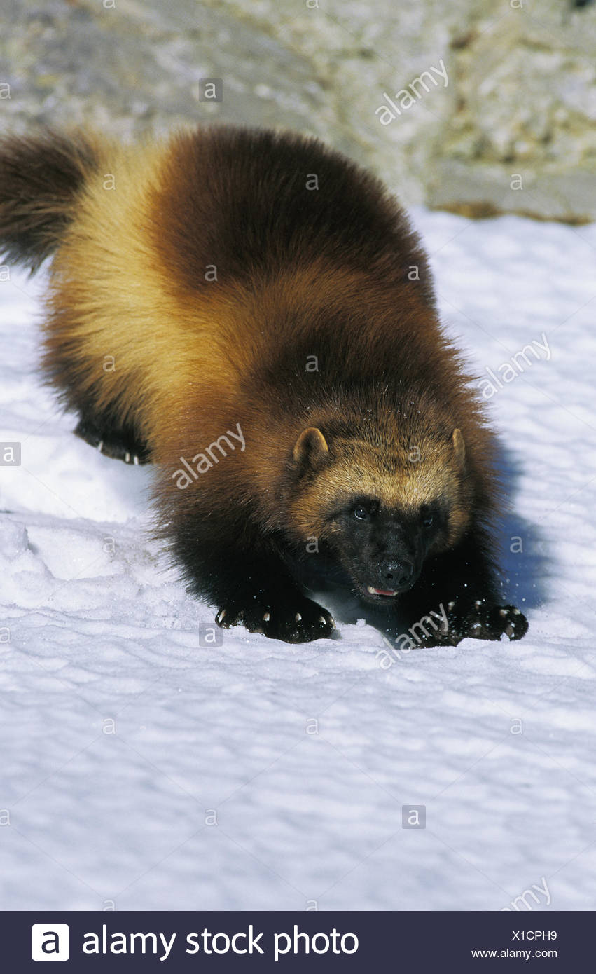 North American Wolverine Gulo Gulo Luscus High Resolution Stock ...