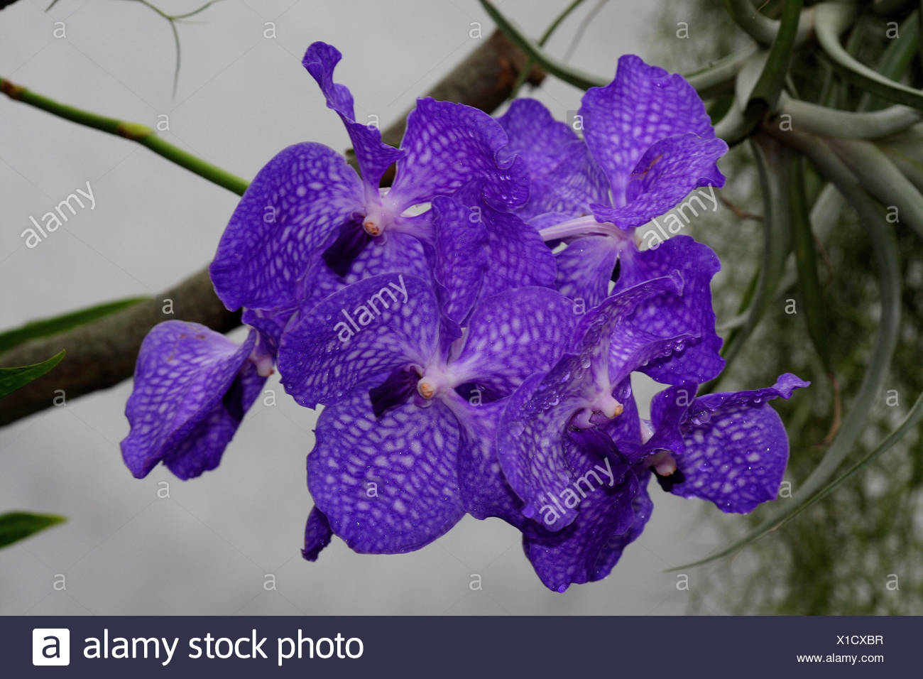 Vanda Orchid Plant High Resolution Stock Photography and Images - Alamy