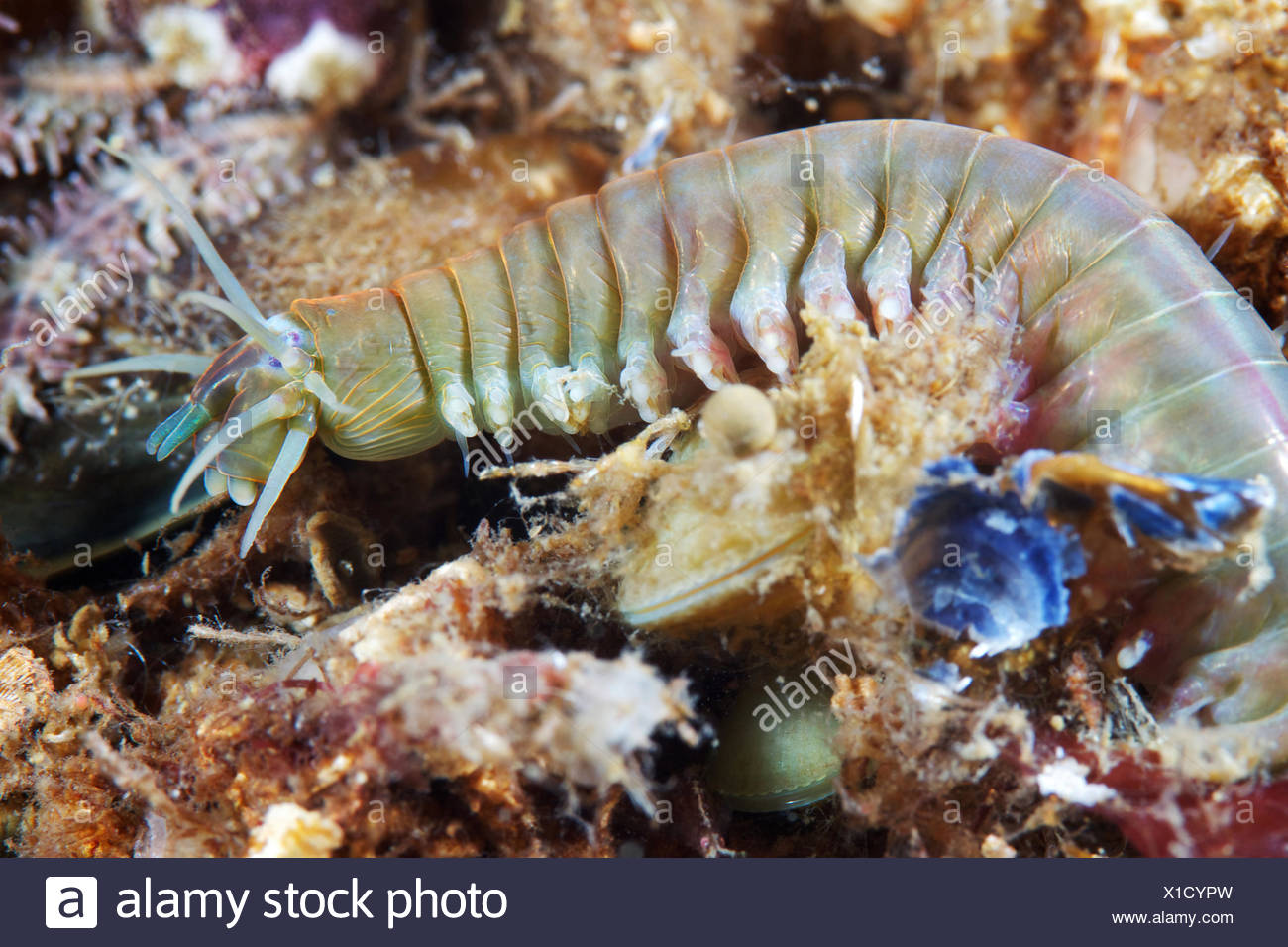 Sandworm Stock Photos & Sandworm Stock Images - Alamy