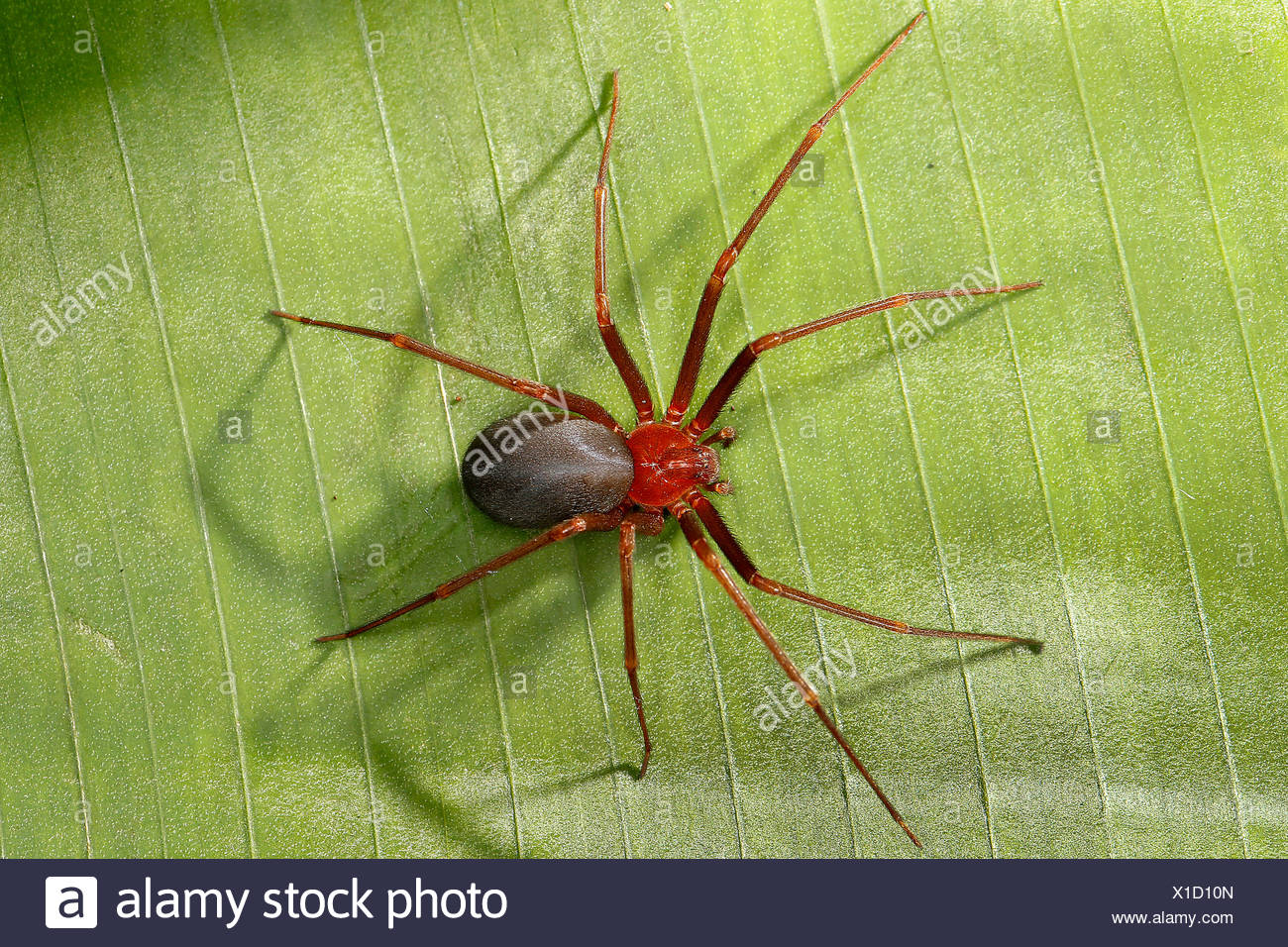 Brown Recluse Spider High Resolution Stock Photography and Images - Alamy