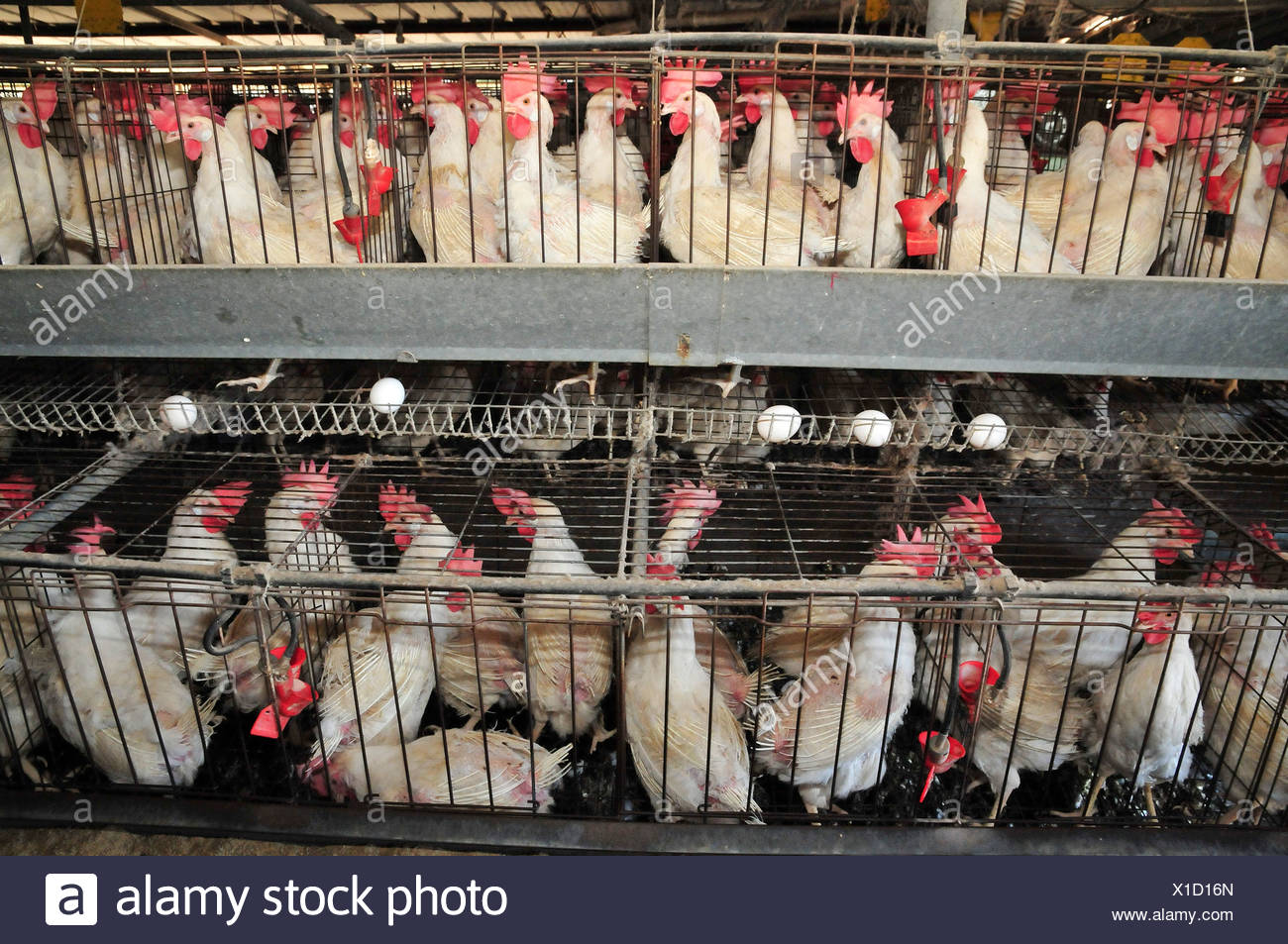 Battery Hen Farm High Resolution Stock Photography and Images - Alamy