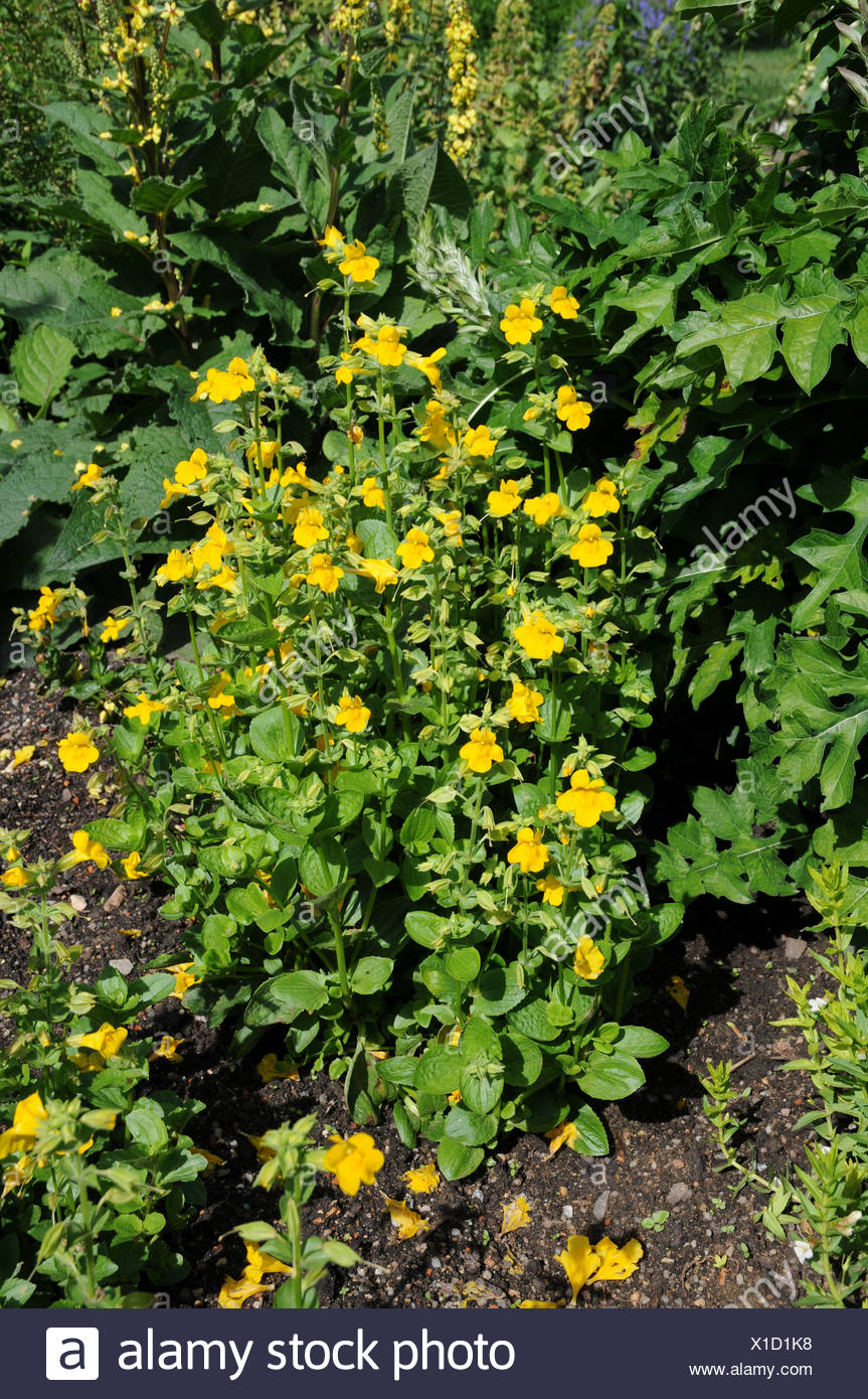 Monkey Flower Stock Photos & Monkey Flower Stock Images - Alamy