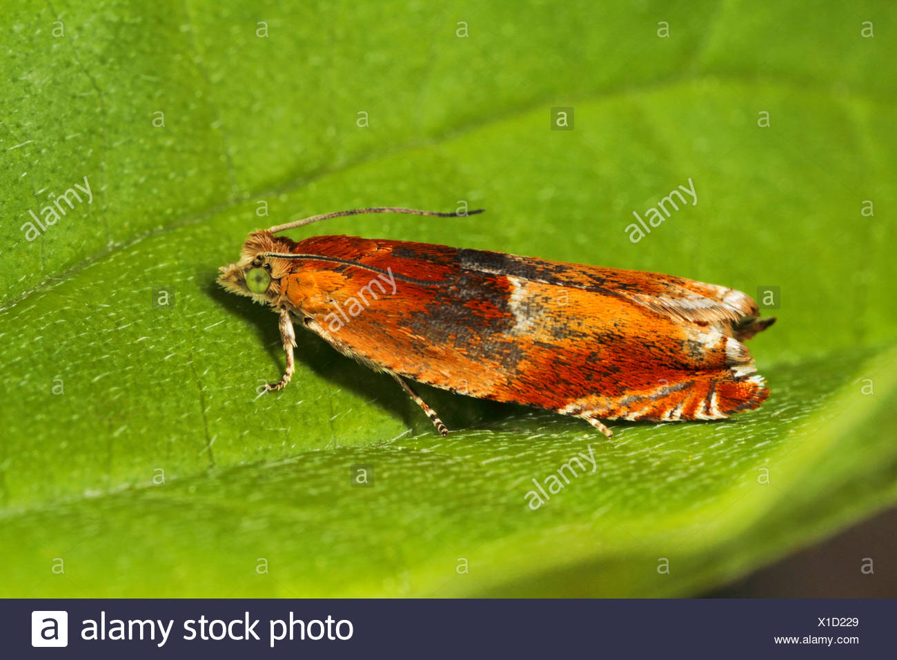 Tortrix Moths Stock Photos & Tortrix Moths Stock Images - Alamy