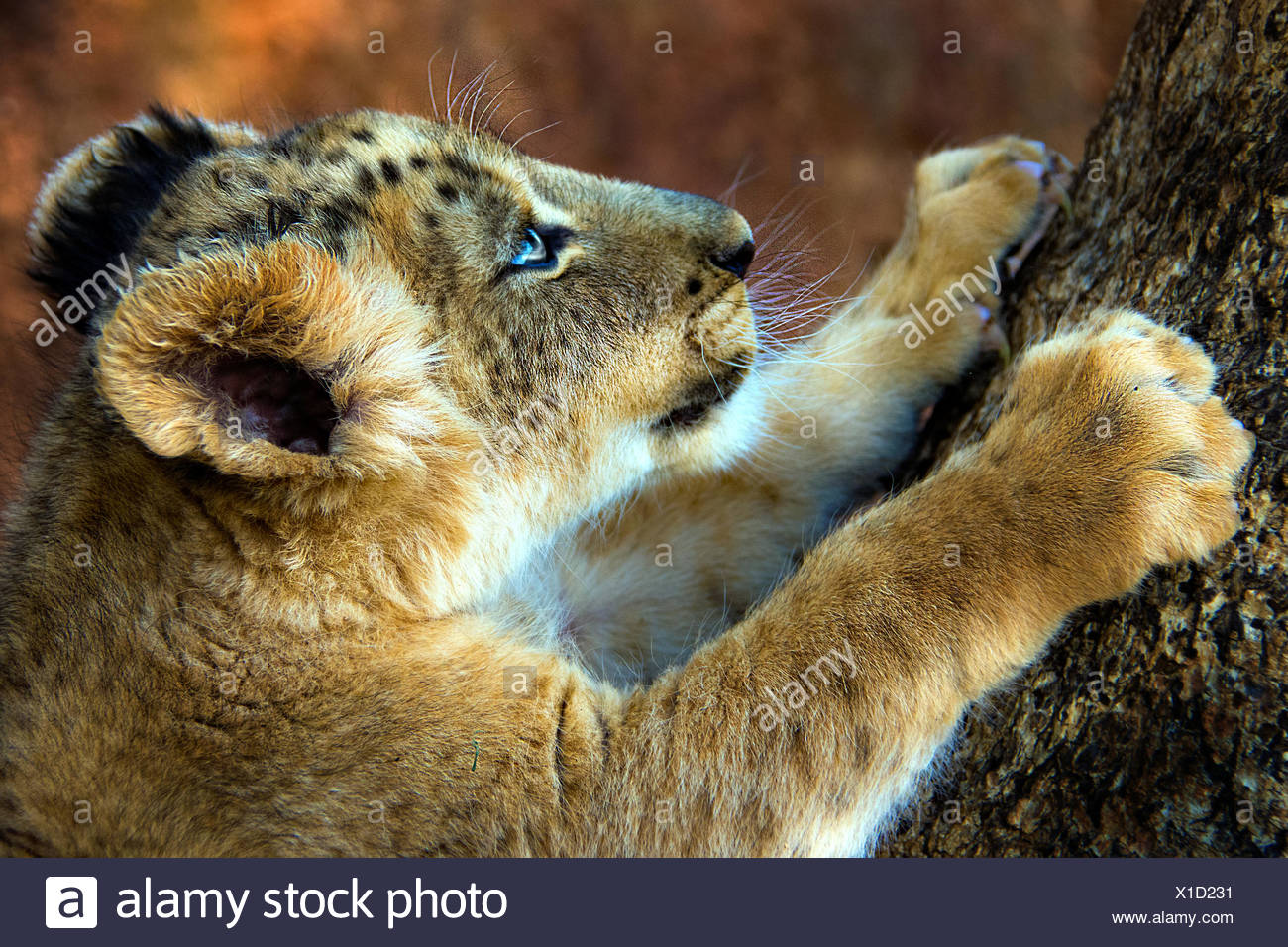 Sharpening The Claws High Resolution Stock Photography and Images - Alamy