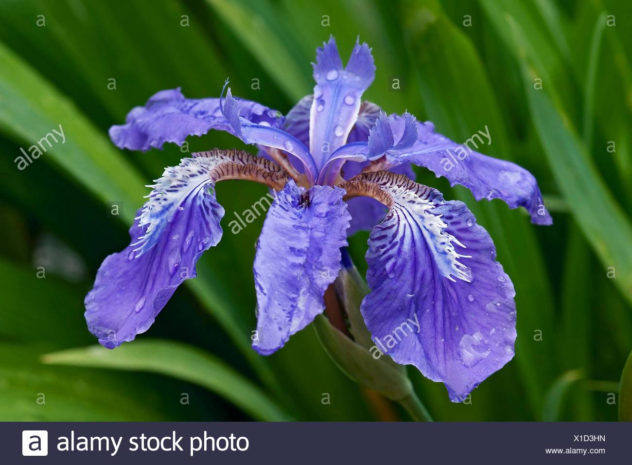 Tectorum Stock Photos & Tectorum Stock Images - Alamy