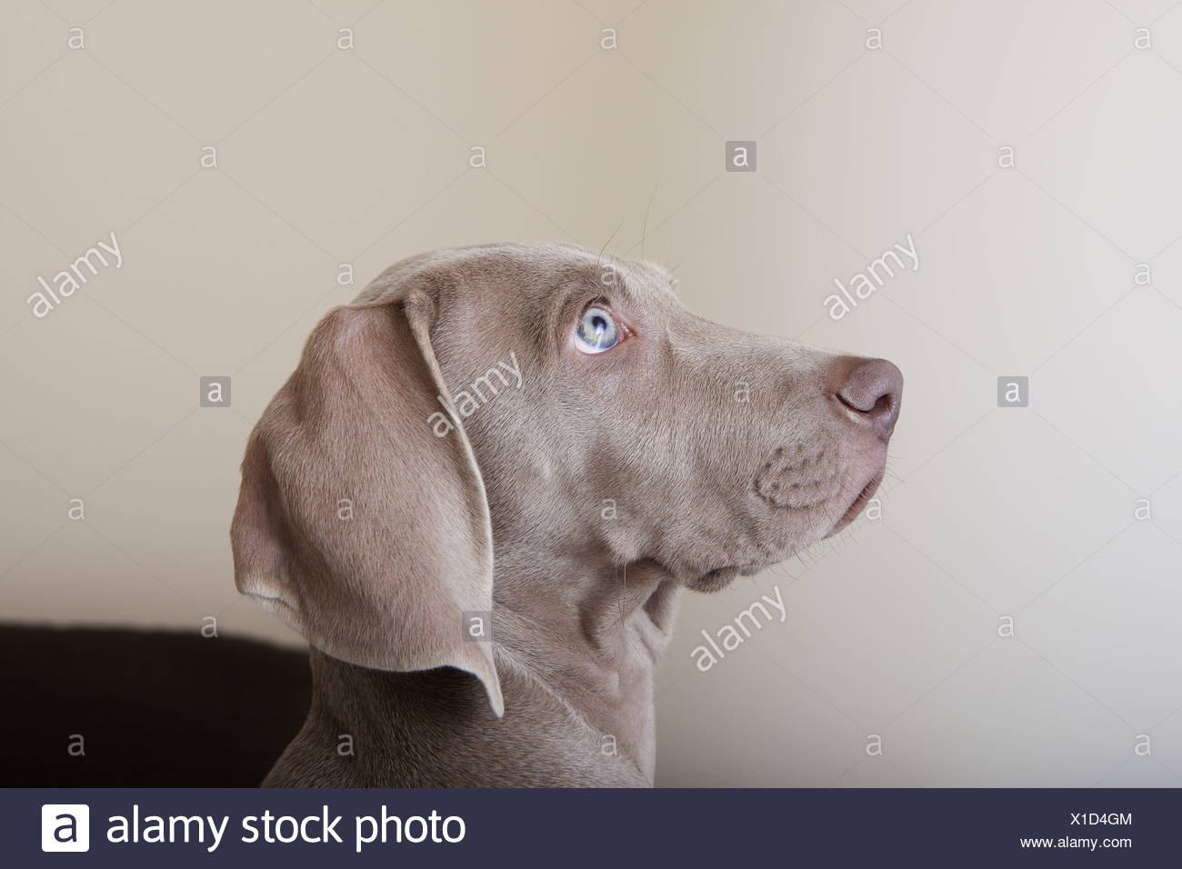 Shiny Profile High Resolution Stock Photography and Images - Alamy