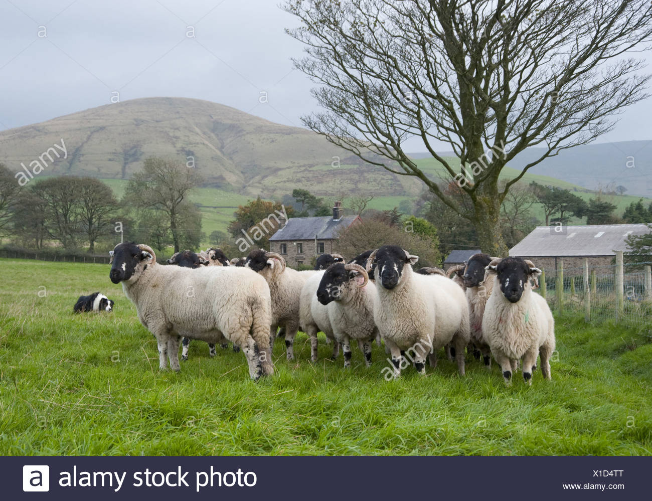 Lonk Sheep Stock Photos & Lonk Sheep Stock Images - Alamy