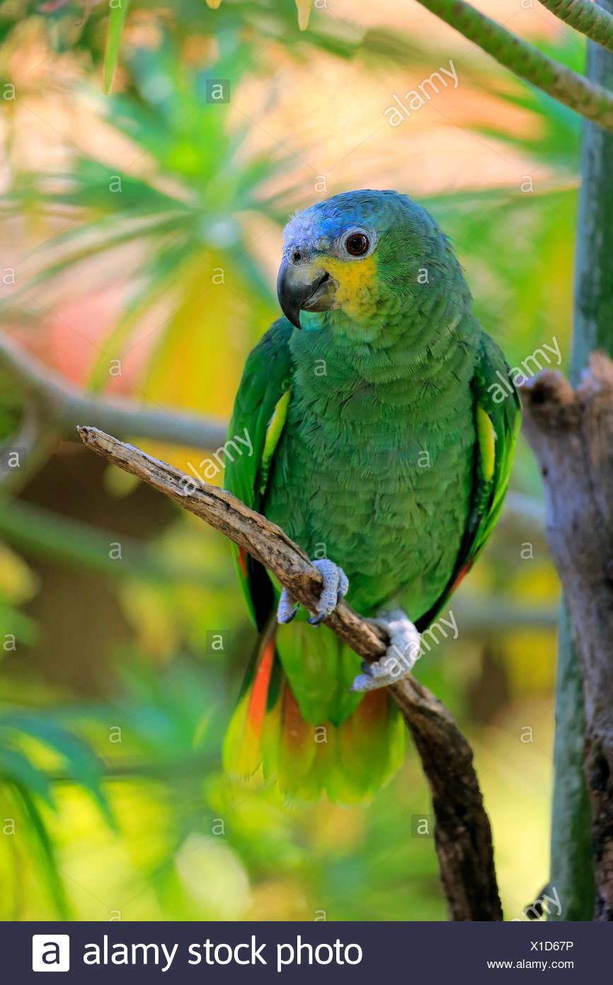 Amazons Birds High Resolution Stock Photography and Images - Alamy