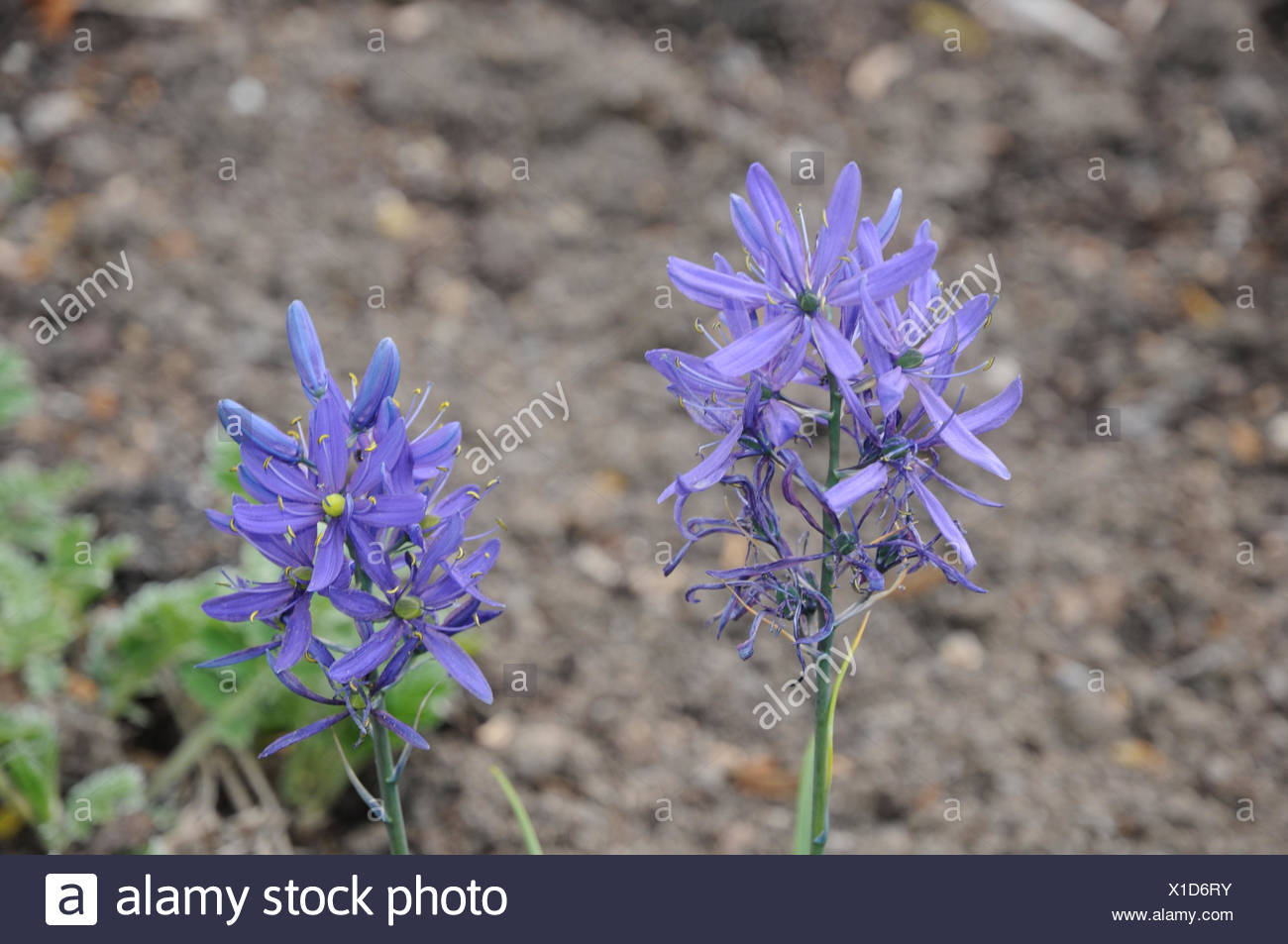 Common Camas High Resolution Stock Photography and Images - Alamy