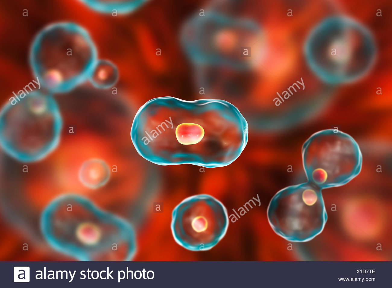 Cell Dividing Mitosis High Resolution Stock Photography and Images - Alamy