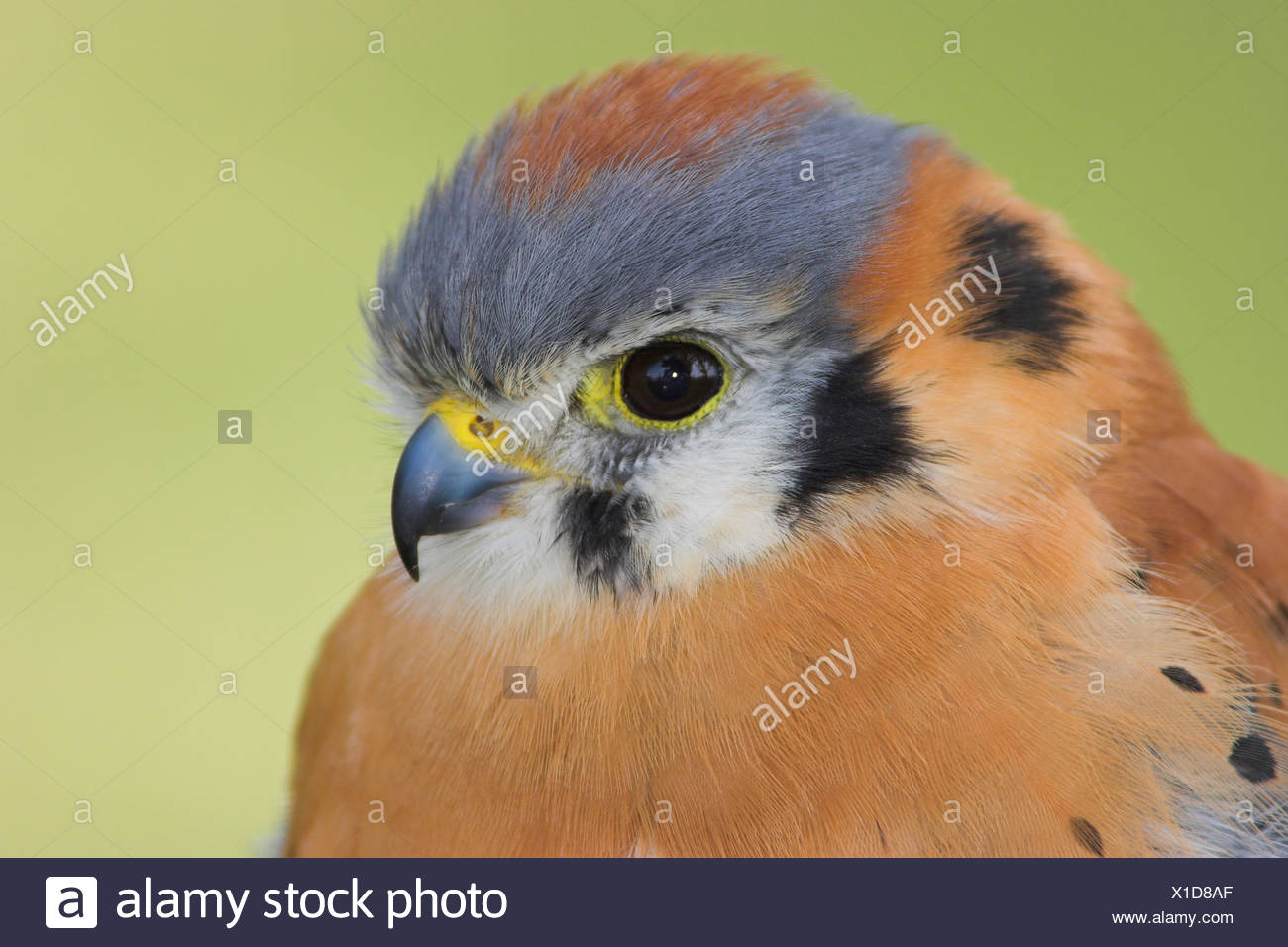 British Kestrel High Resolution Stock Photography and Images - Alamy