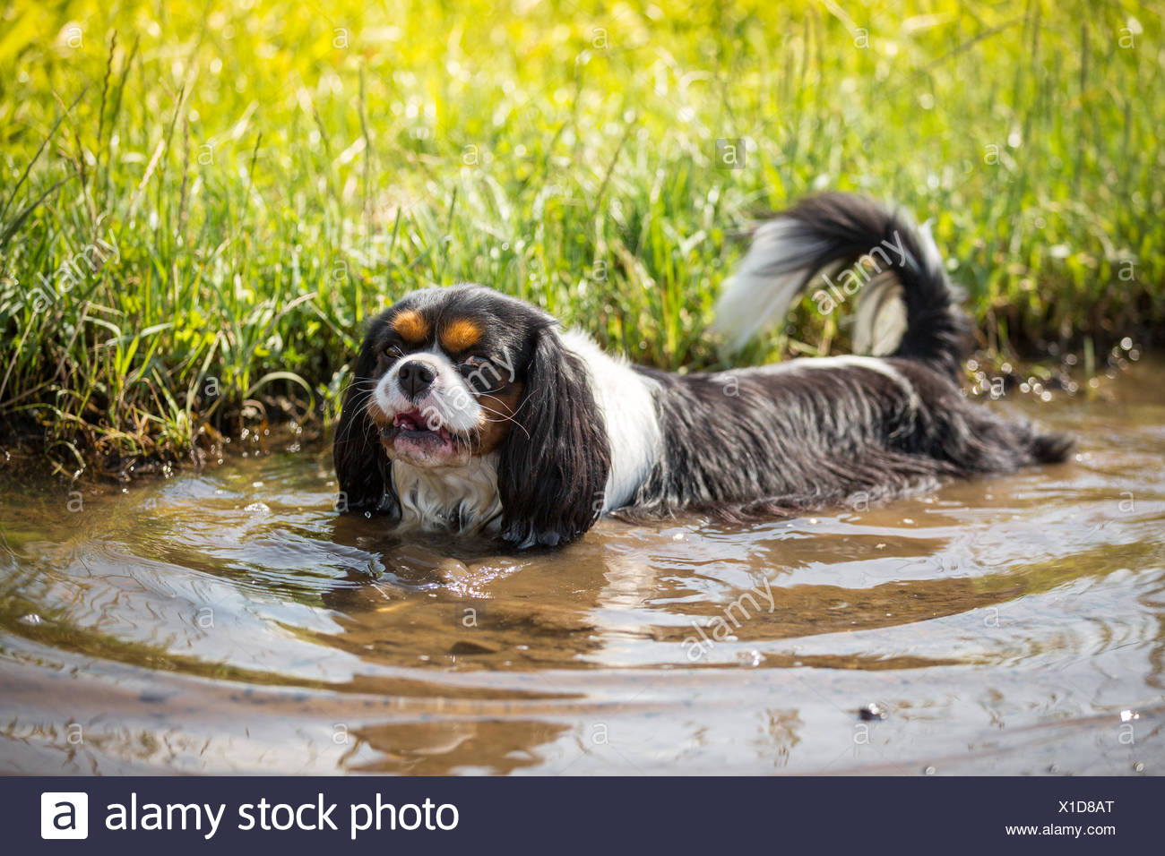King George Spaniel High Resolution Stock Photography and Images - Alamy