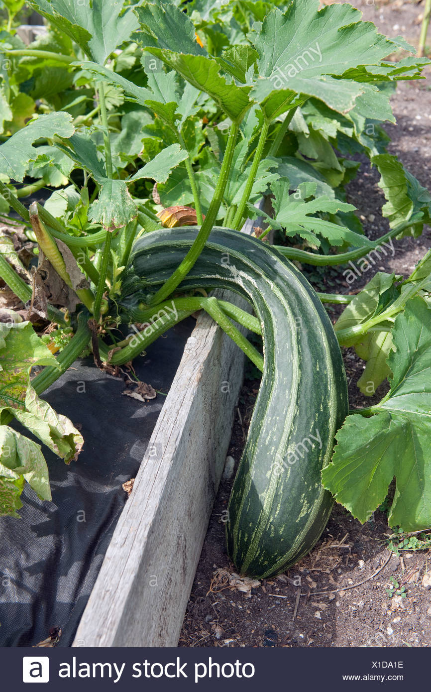 Marrow Plant Stock Photos & Marrow Plant Stock Images - Alamy