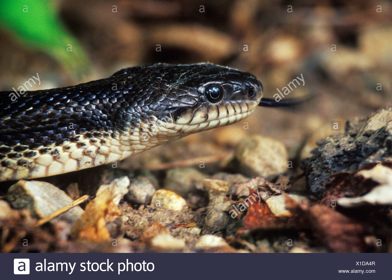 Eastern Rat Snake Stock Photos & Eastern Rat Snake Stock Images - Alamy
