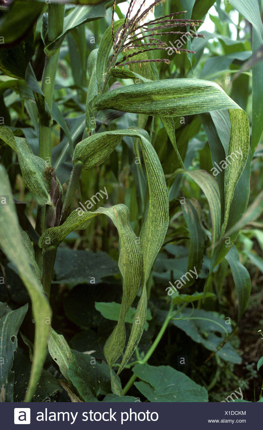 Africa Maize High Resolution Stock Photography and Images - Alamy