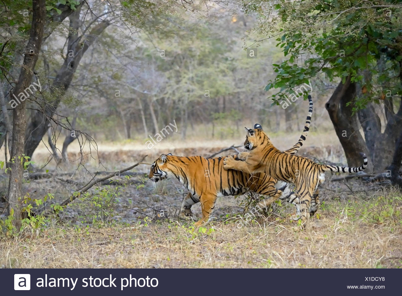 Tigress With Her Cub High Resolution Stock Photography and Images - Alamy