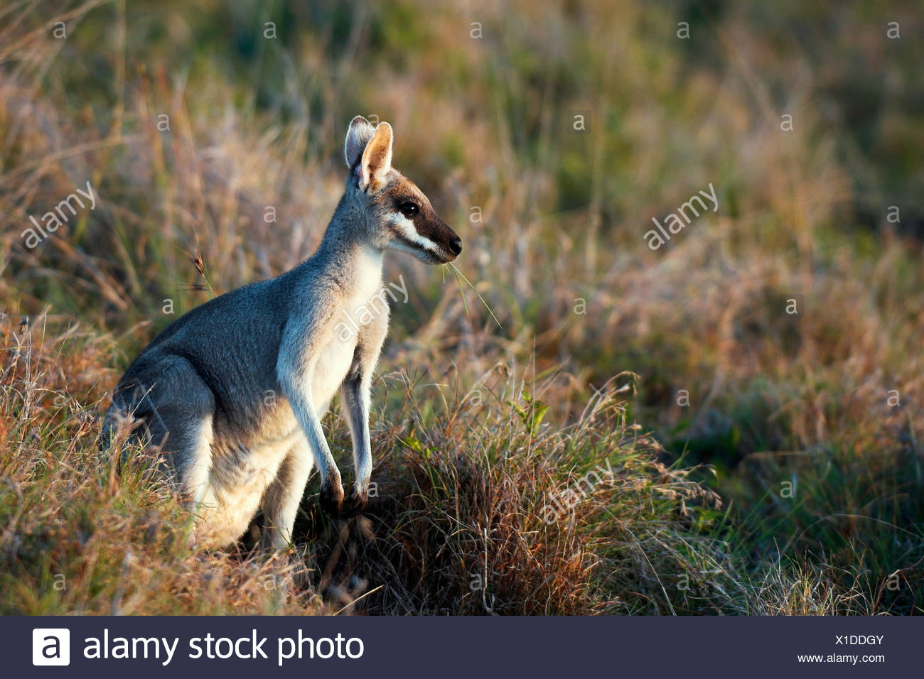 Pretty Face Wallaby High Resolution Stock Photography and Images - Alamy