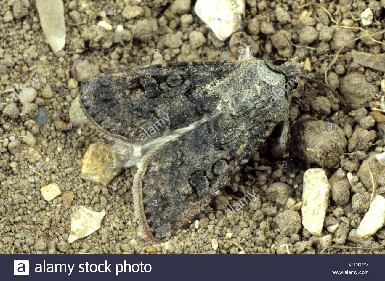 Turnip Cutworm Agrotis Ipsilon Moth High Resolution Stock Photography ...
