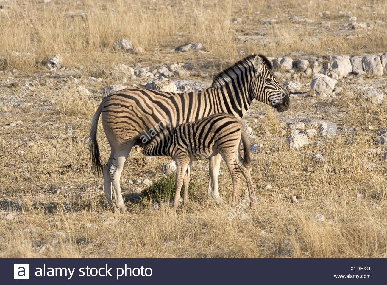 Burchells Zebra Mare High Resolution Stock Photography and Images - Alamy