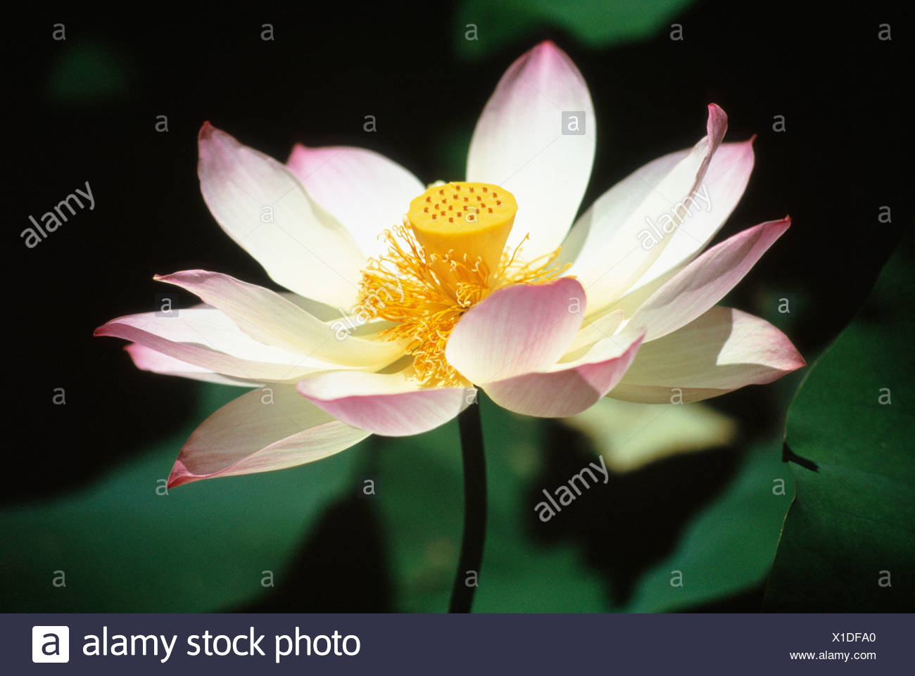 Sacred Water Lotus High Resolution Stock Photography and Images - Alamy