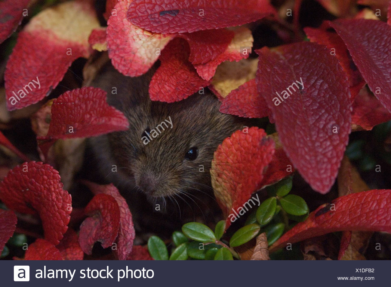 Red Backed Vole Stock Photos & Red Backed Vole Stock Images - Alamy
