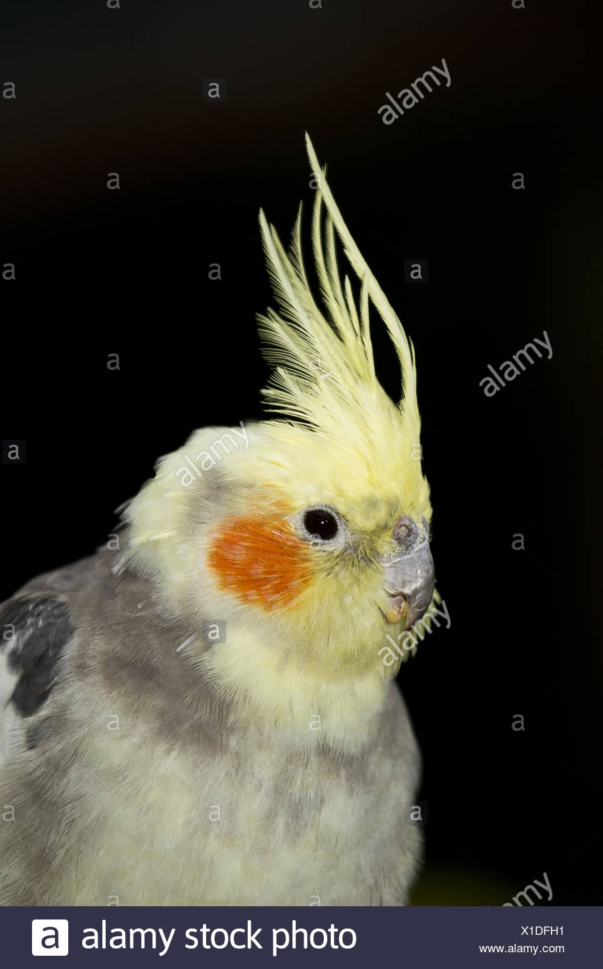 Female Cockatiel High Resolution Stock Photography and Images - Alamy