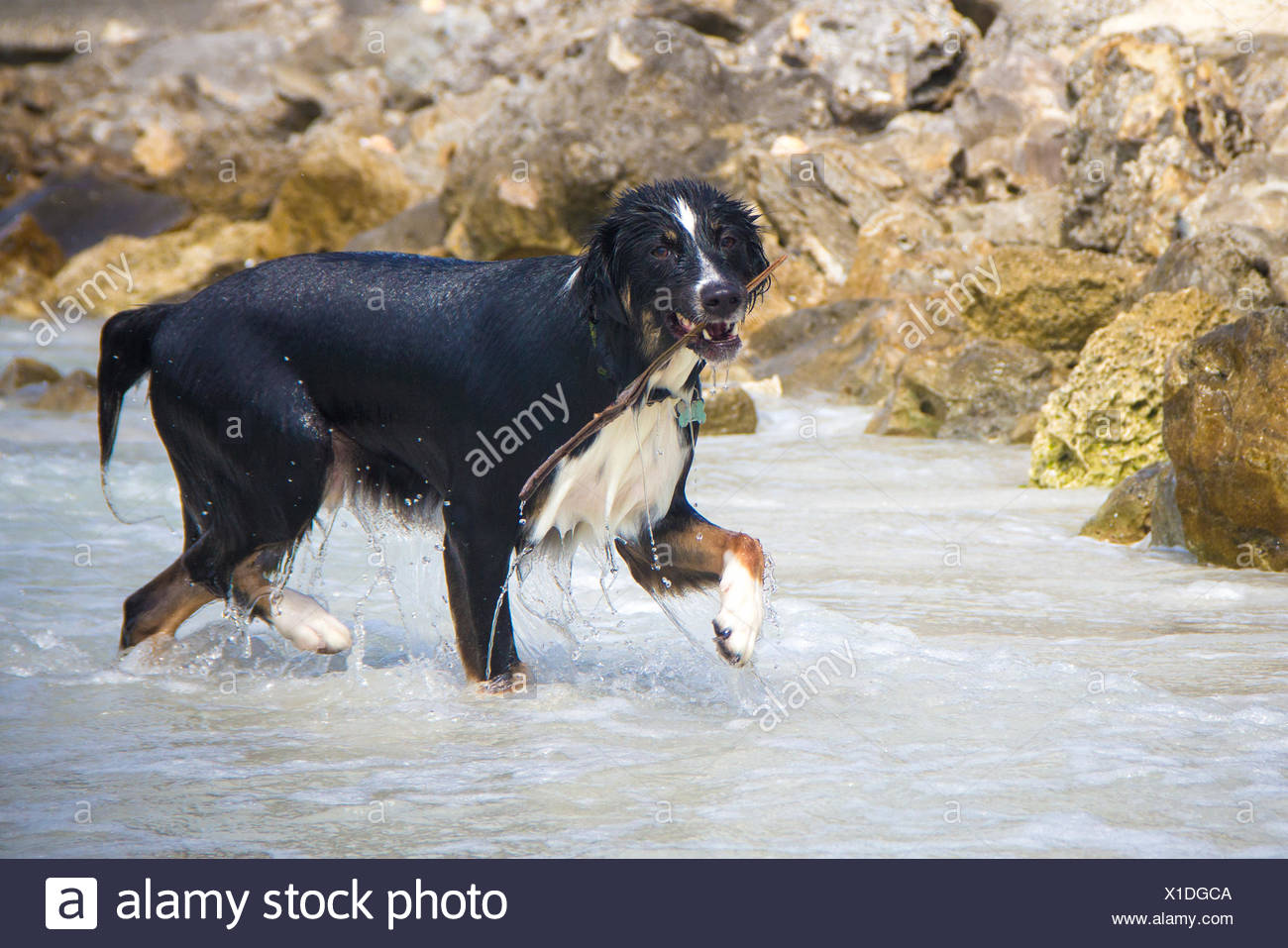 Wet Australian Shepherd High Resolution Stock Photography and Images ...