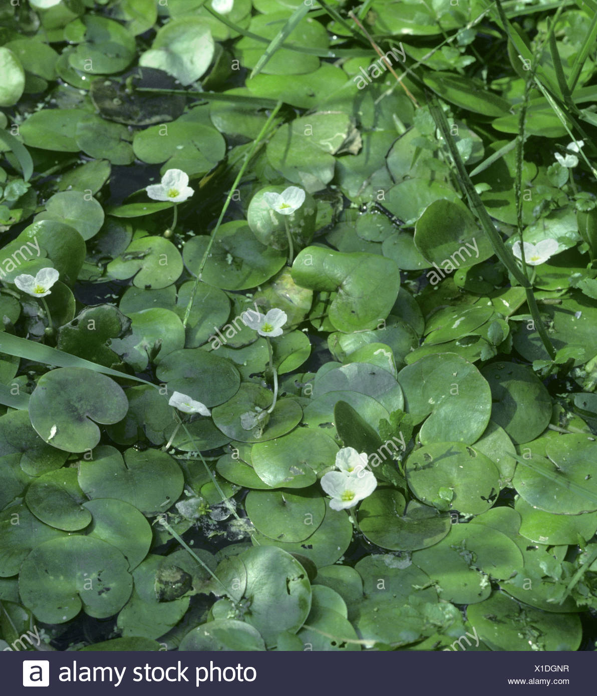 Ranae Stock Photos & Ranae Stock Images - Alamy