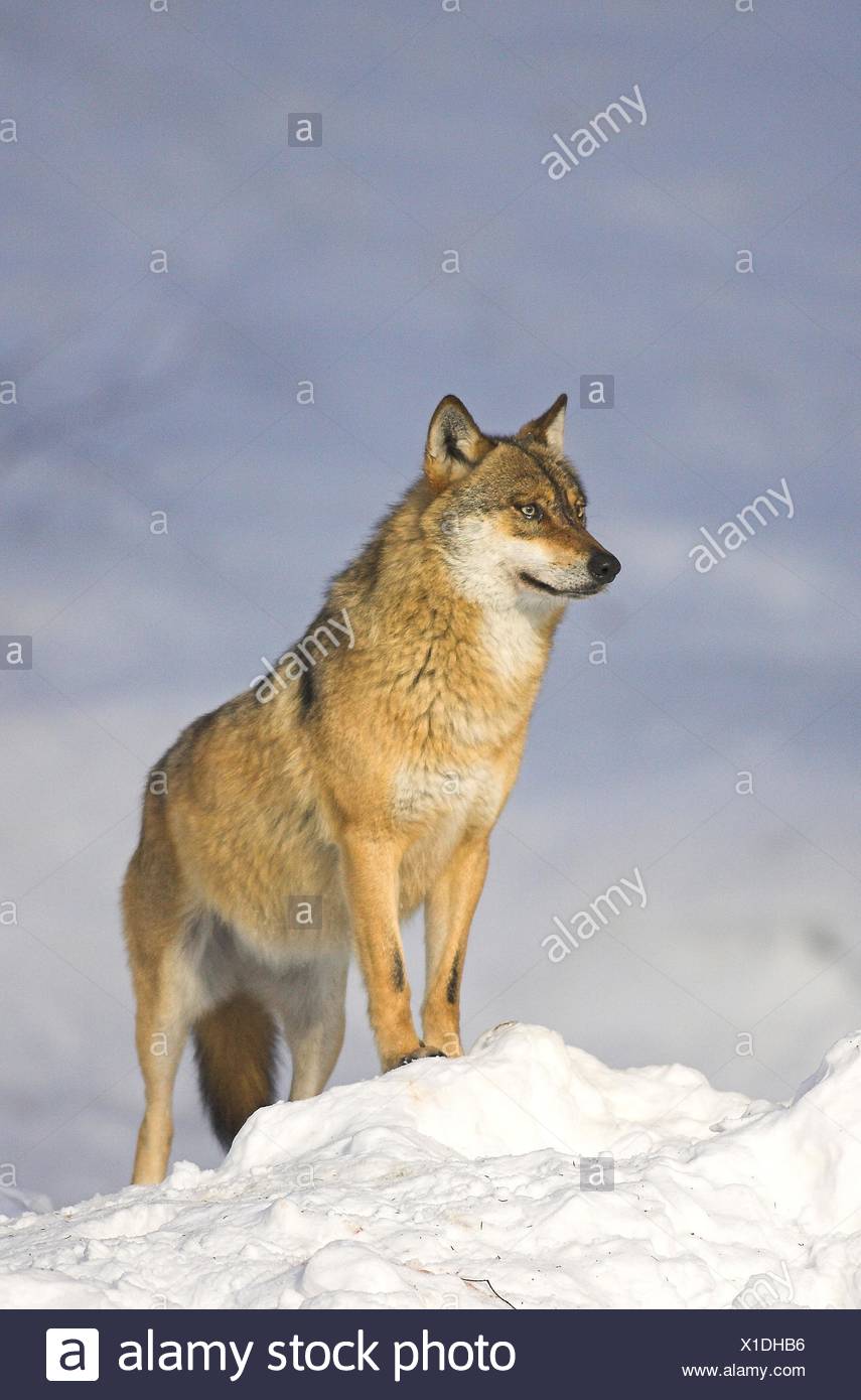 Wolves Snow Stock Photos & Wolves Snow Stock Images - Alamy