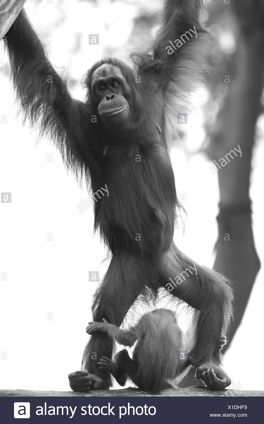 Orangutan Black and White Stock Photos & Images - Alamy
