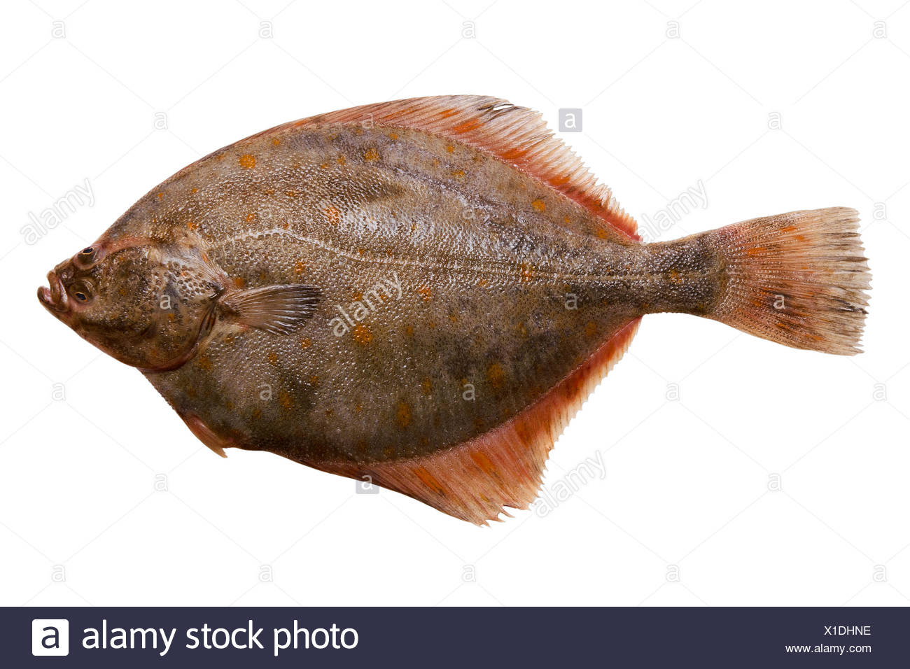 Plaice Fish Isolated Stock Photos & Plaice Fish Isolated Stock Images ...