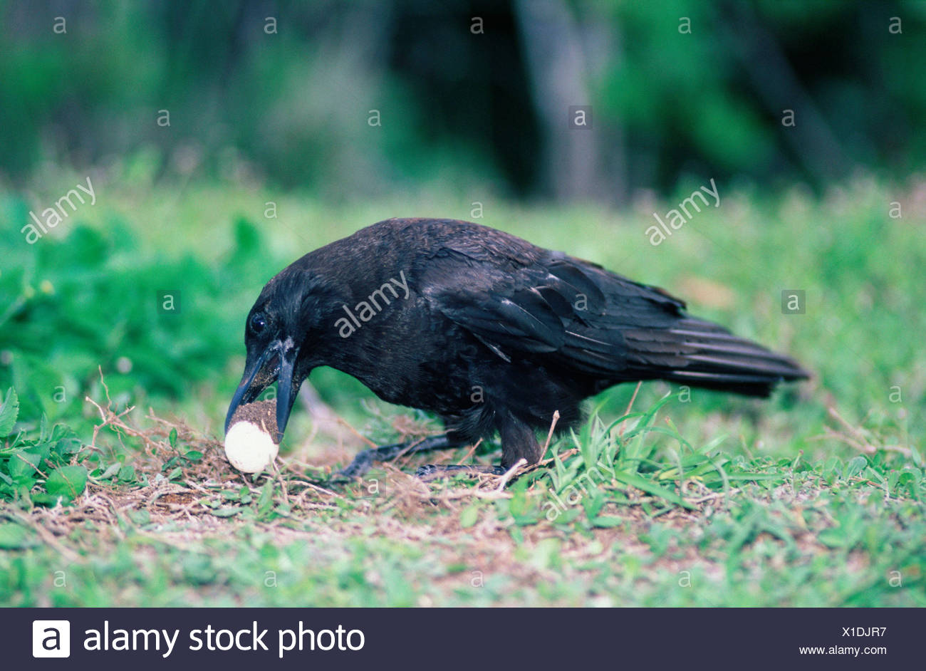 Crows Eggs High Resolution Stock Photography and Images - Alamy