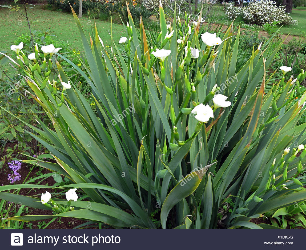 Morea Iris High Resolution Stock Photography and Images - Alamy