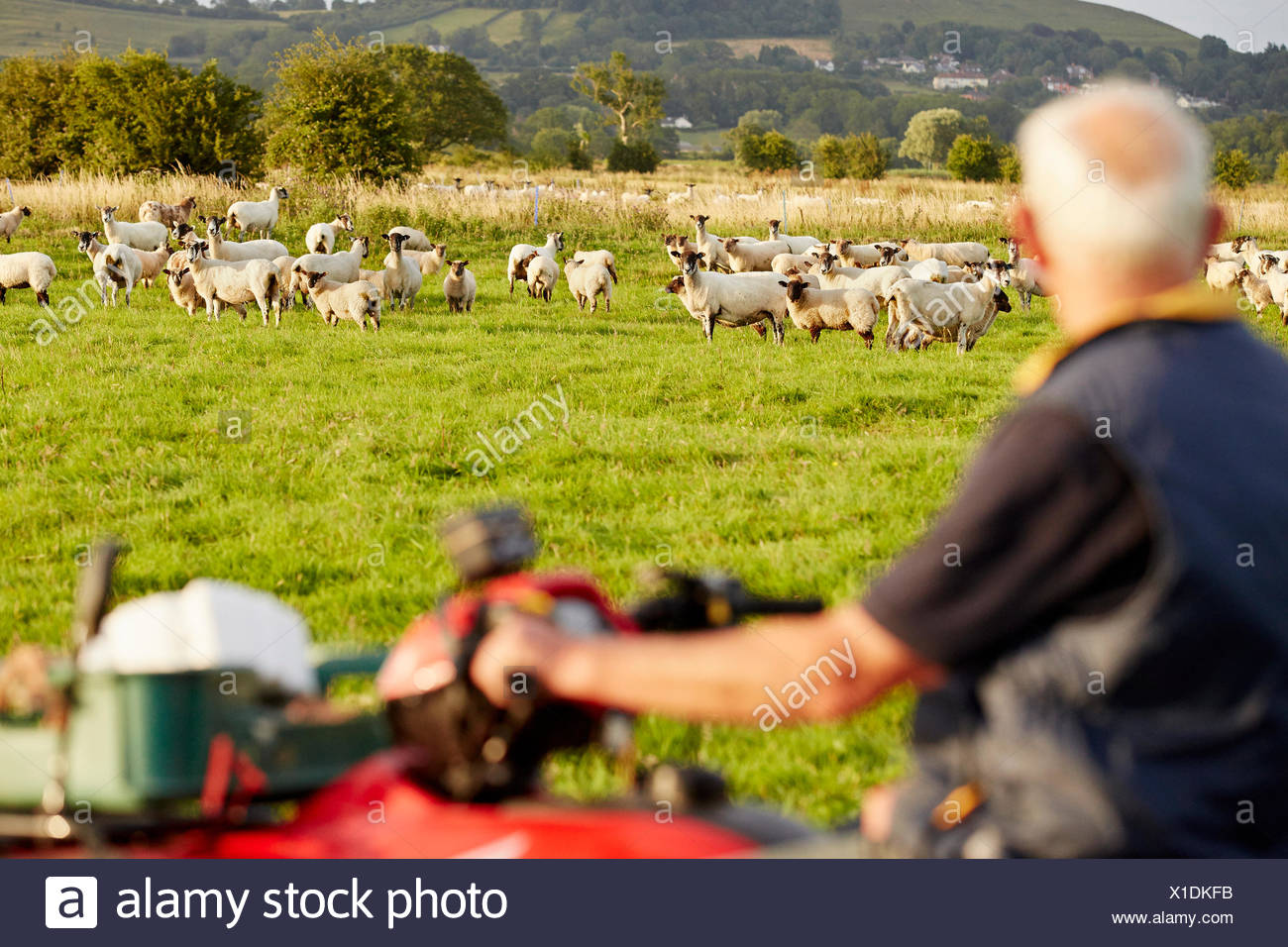 Hair Of Sheep High Resolution Stock Photography and Images - Alamy