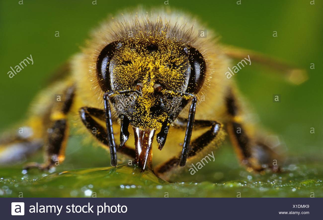 Bee Sucking Nectar High Resolution Stock Photography and Images - Alamy
