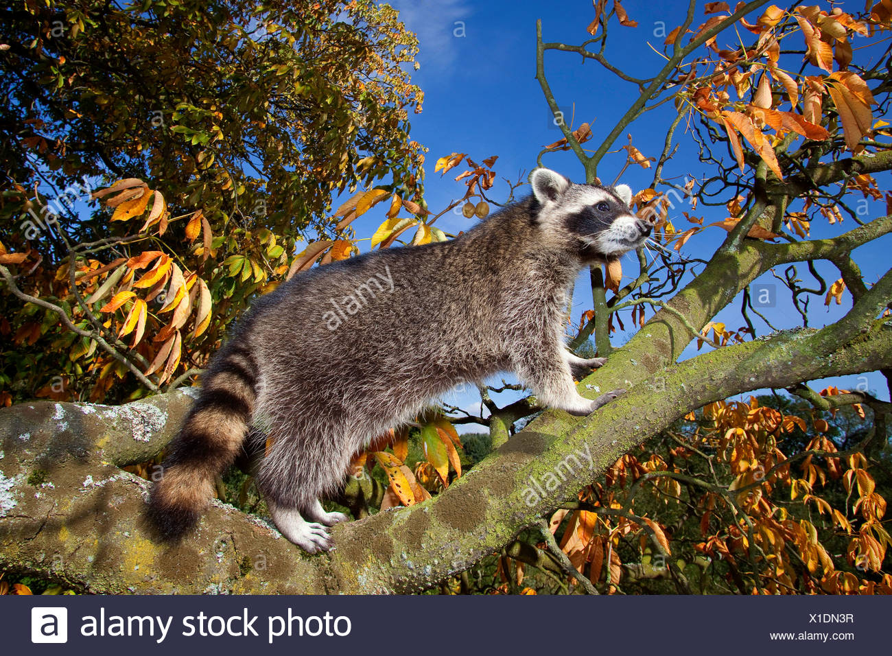 Raccoon In Tree Stock Photos & Raccoon In Tree Stock Images - Alamy