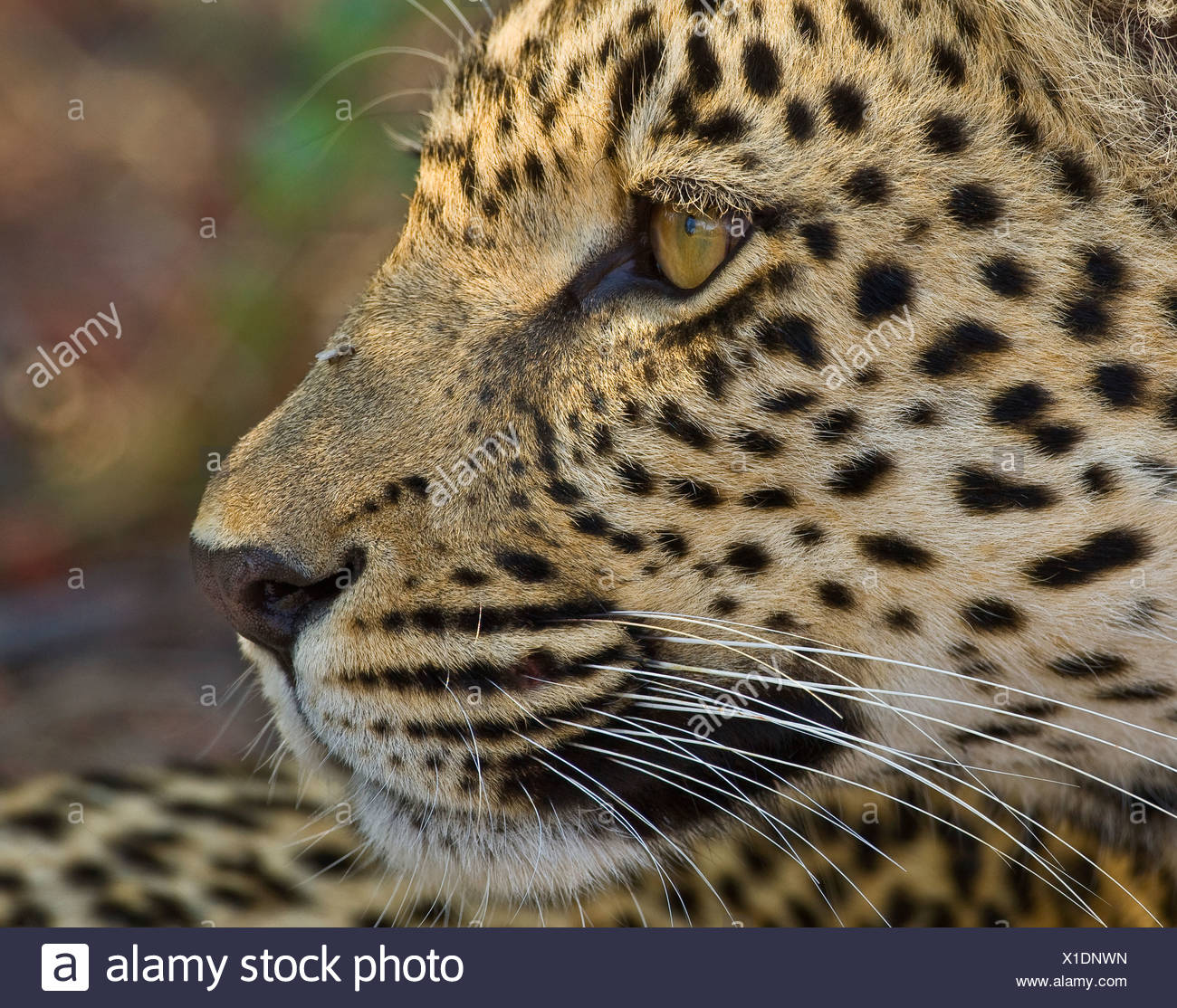 Close Up Leopard High Resolution Stock Photography and Images - Alamy