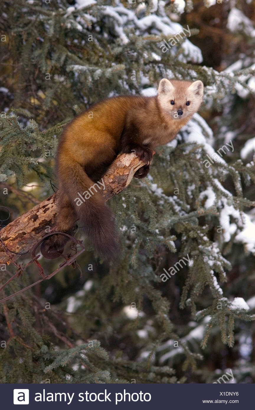 Marten Trap Stock Photos & Marten Trap Stock Images - Alamy