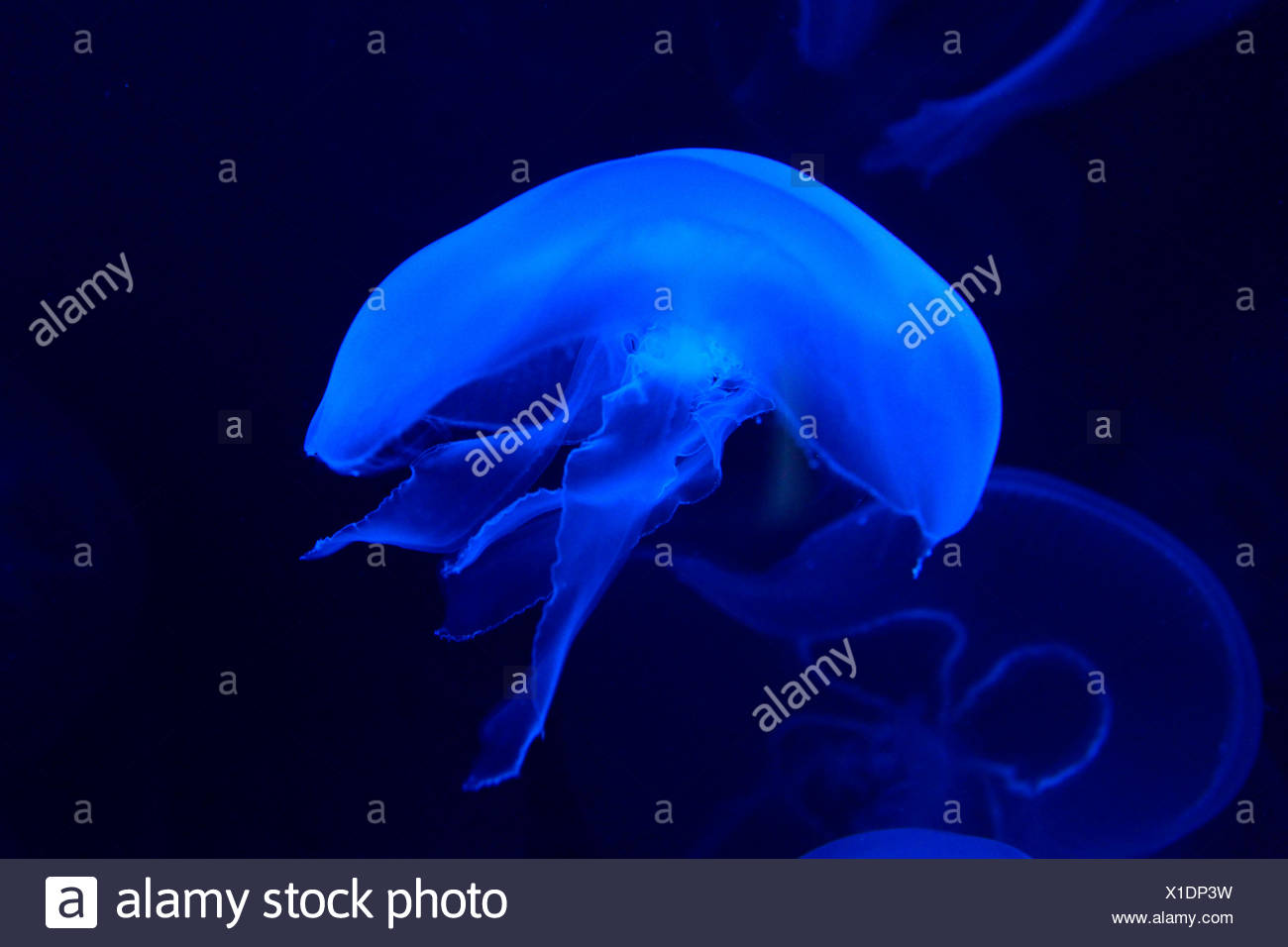 Aurelia Aurita Moon High Resolution Stock Photography and Images - Alamy