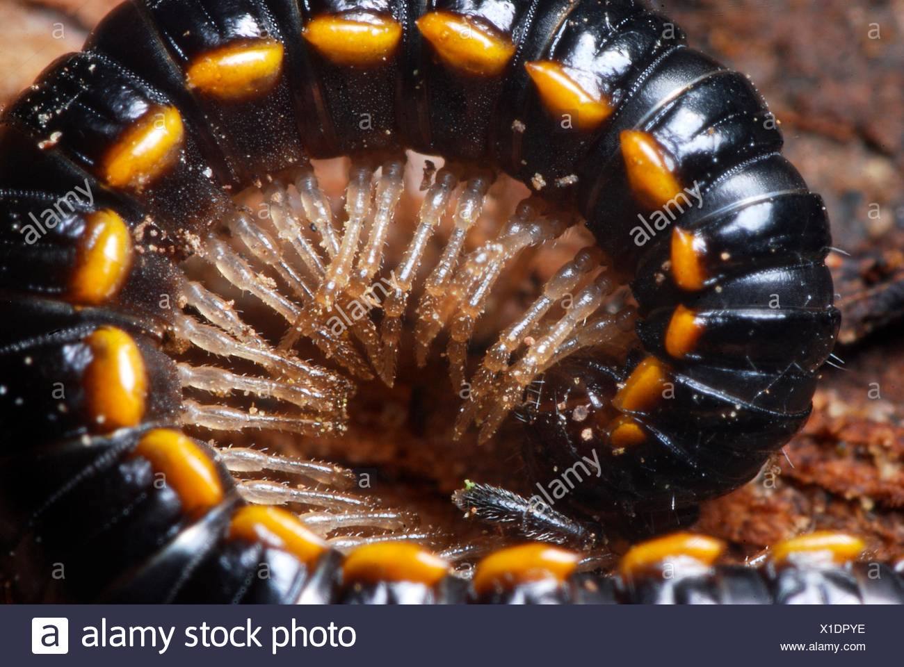 Black Diplopoda Arthropod High Resolution Stock Photography and Images ...