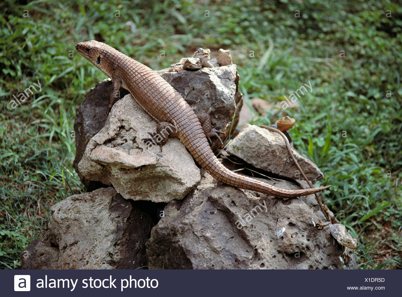 Gerrhosaurus High Resolution Stock Photography and Images - Alamy