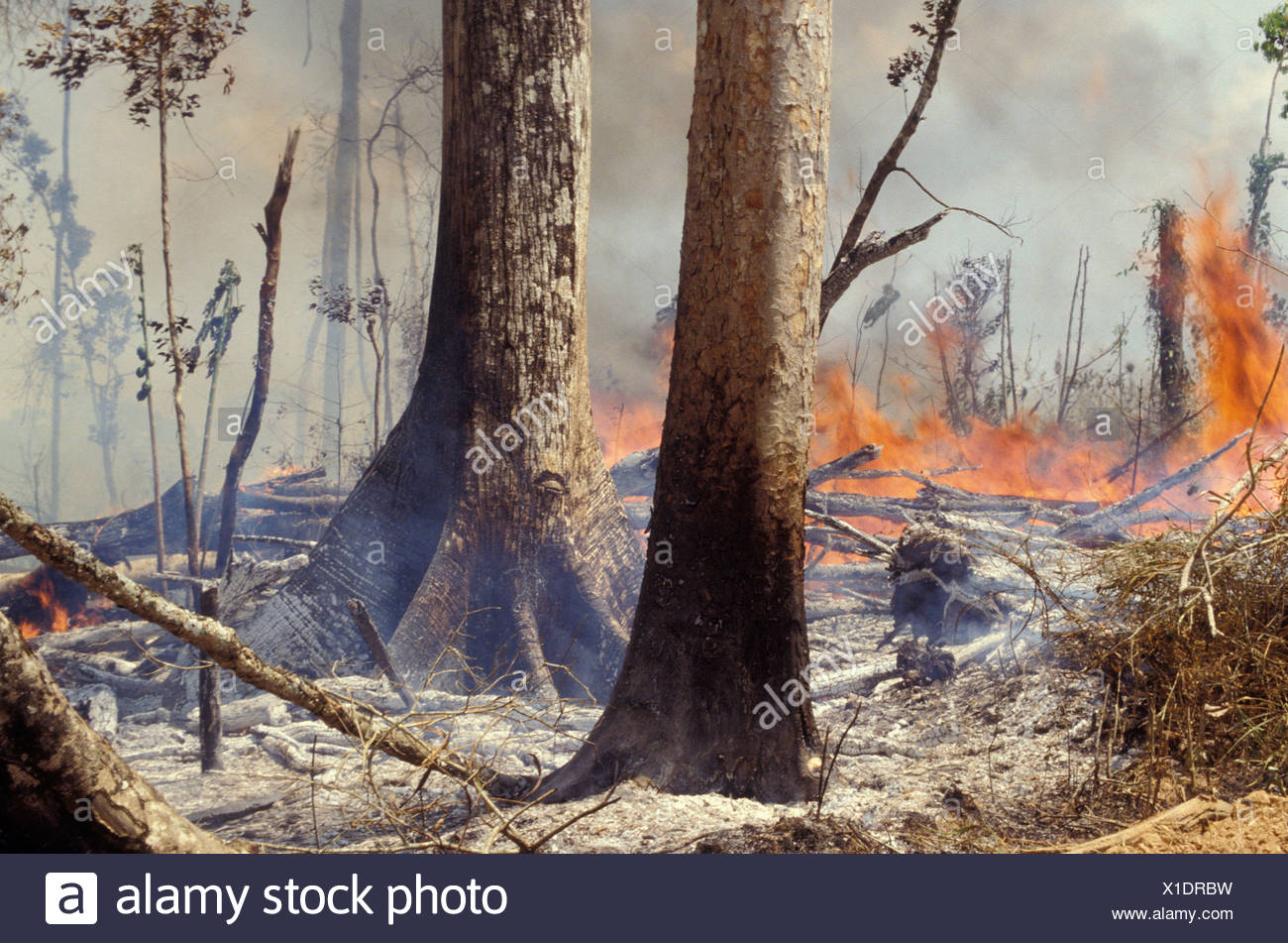 Amazon Rainforest Fire Stock Photos & Amazon Rainforest Fire Stock ...